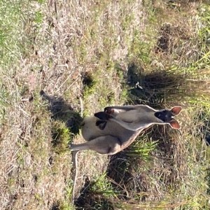 Walk for Epilepsy - Kelly Beswick